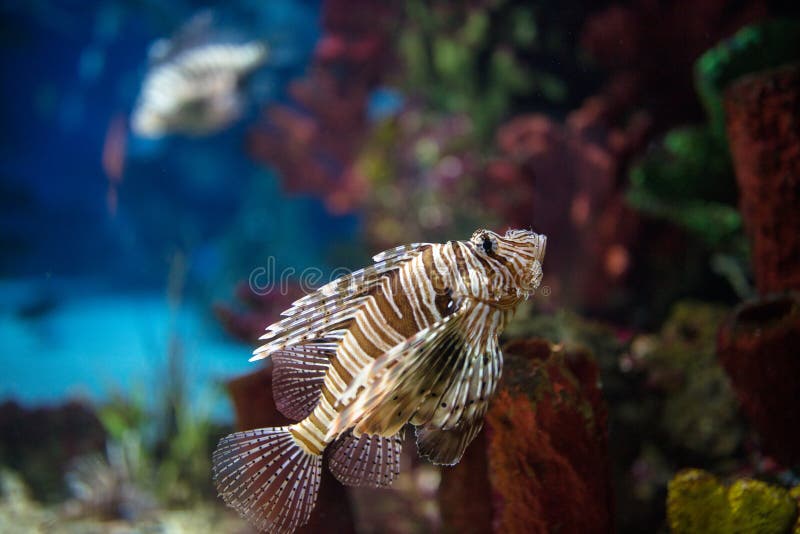Scorpion fish in aquarium stock photo. Image of decorative - 148127378