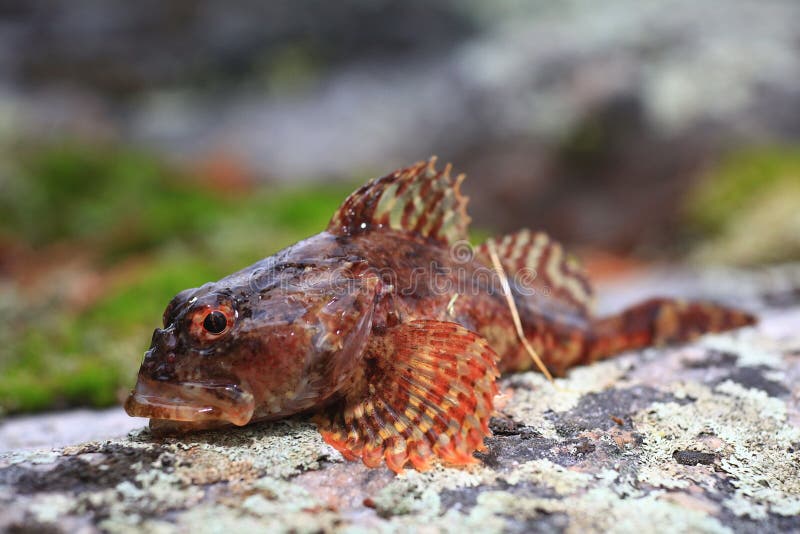 Scorpion fish stock image. Image of healthy, life, saltwater - 61982757