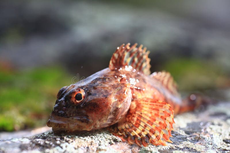 Scorpion fish stock image. Image of fins, reef, saltwater - 62337337