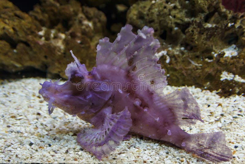 Scorpion fish stock photo. Image of scorpion, fish, wildlife - 58370050