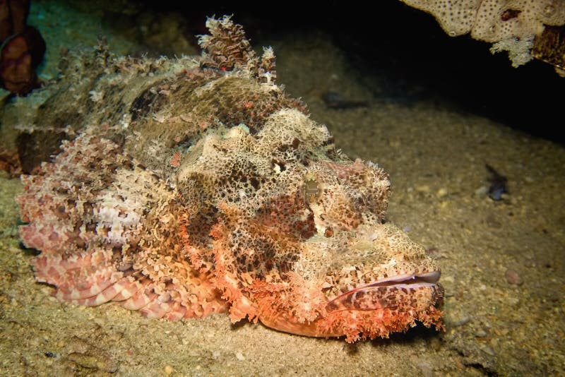Scorpion Fish Laying on the Sandy Sea Bottom Stock Photo - Image of ...