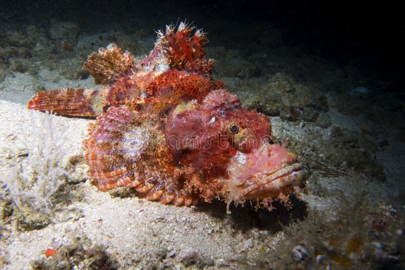 Scorpion Fish on the reef stock photo. Image of scuba - 27031494