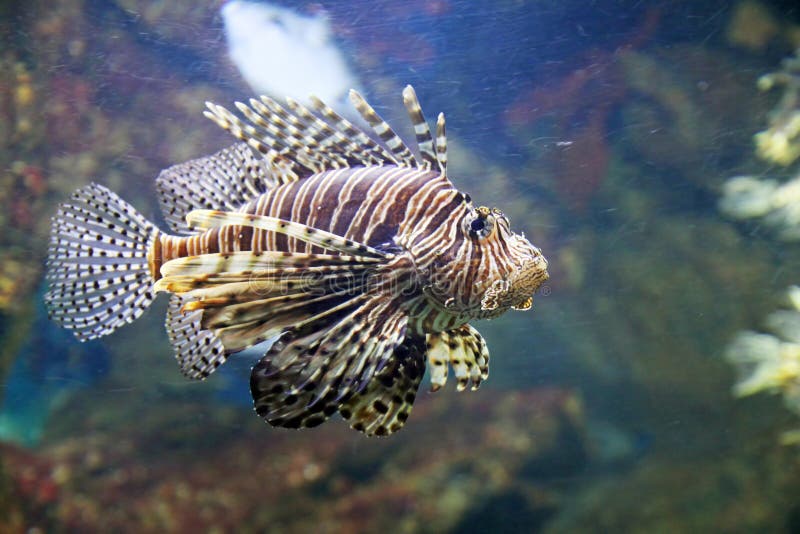 Scorpion fish stock photo. Image of danger, ocean, butterflycod - 30721480