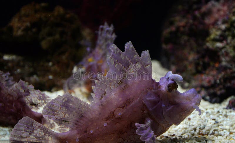 Scorpion fish stock image. Image of color, animal, prey - 66985233