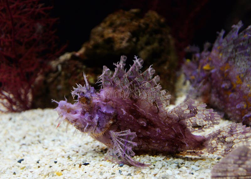 Scorpion fish stock photo. Image of pink, marine, environment - 66985258