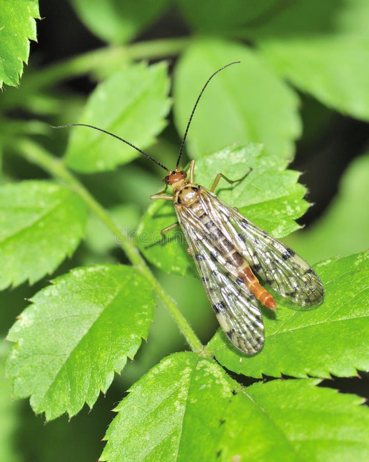Scorpion Fly stock photo. Image of pest, insect, arthropod - 14801476