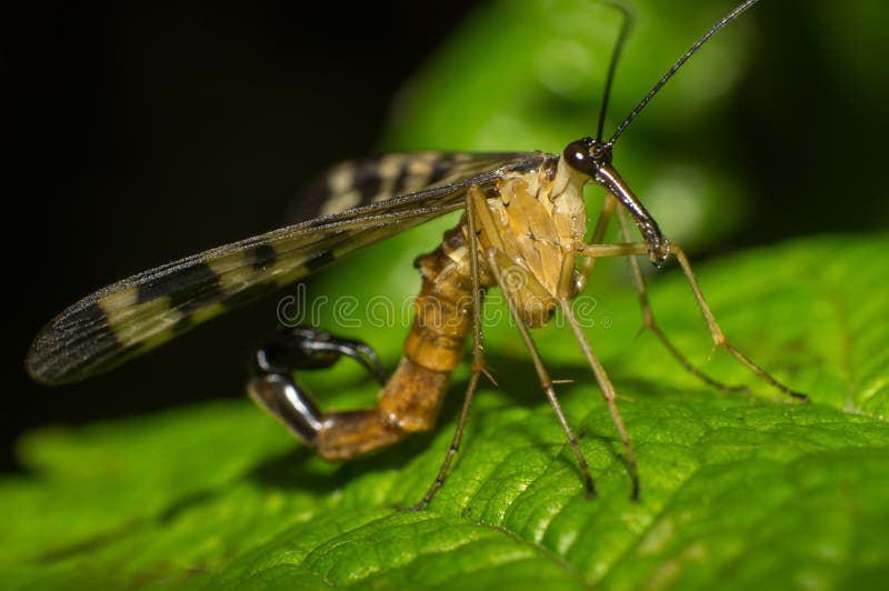 Scorpion fly stock photo. Image of fauna, creature, green - 28656266
