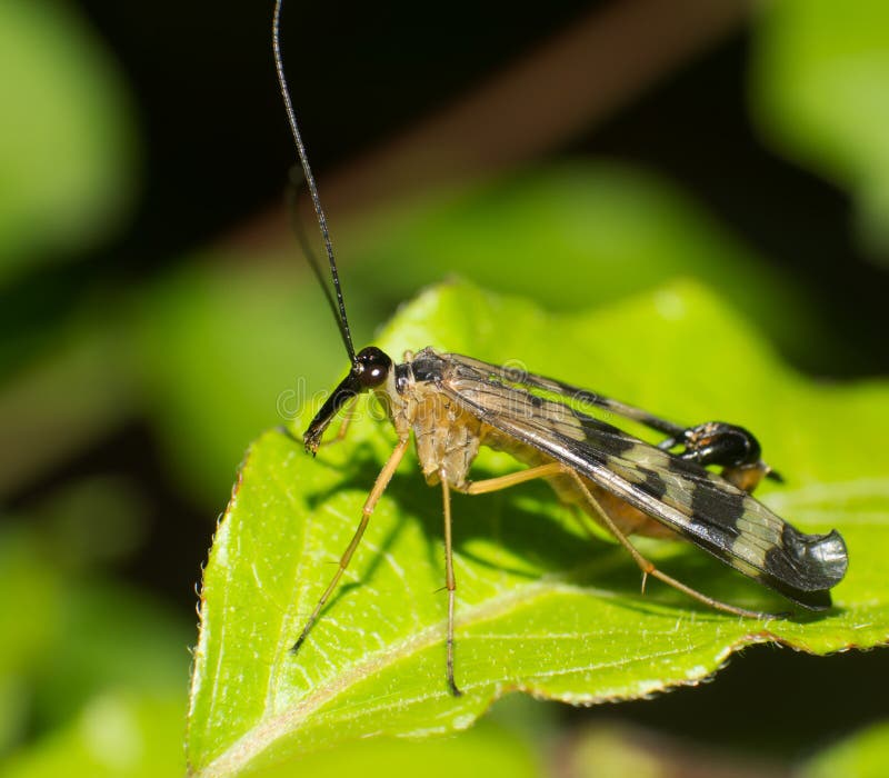 Scorpion fly stock image. Image of summer, nature, life - 28659891
