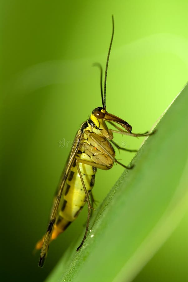 Firefly Take Off stock image. Image of flower, firefly - 8780521
