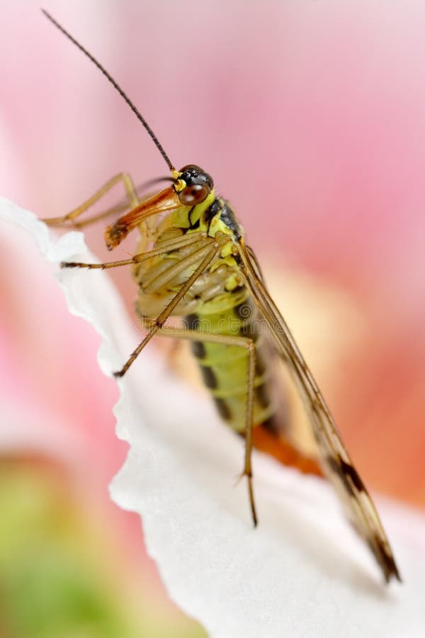 Scorpion Fly Mecoptera Panorpa Panorpidae Stock Photo - Image of ...