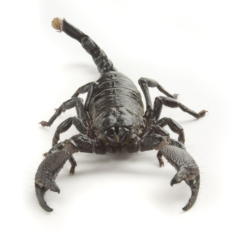 Scorpion Front View Stock Photos - Free & Royalty-Free Stock Photos ...