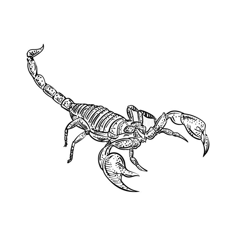 Scorpion Arachnid Insect Isolated. Animal Sketch Vector Illustration ...