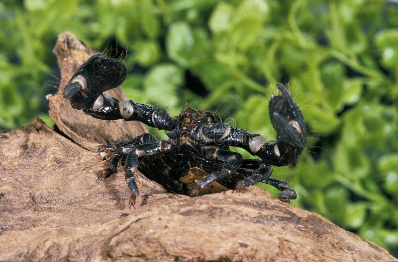 Scorpion Front View Stock Photos - Free & Royalty-Free Stock Photos ...