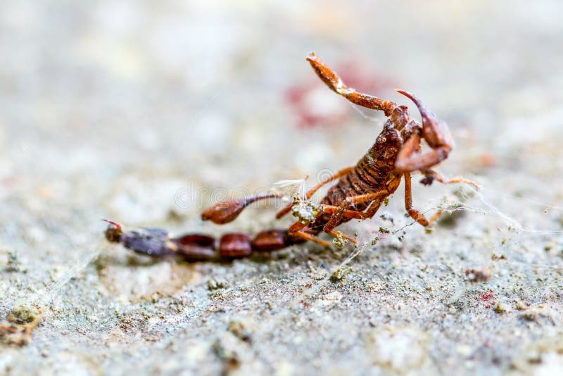Scorpion Insect Caught in a a Spider Net Stock Image - Image of defense ...