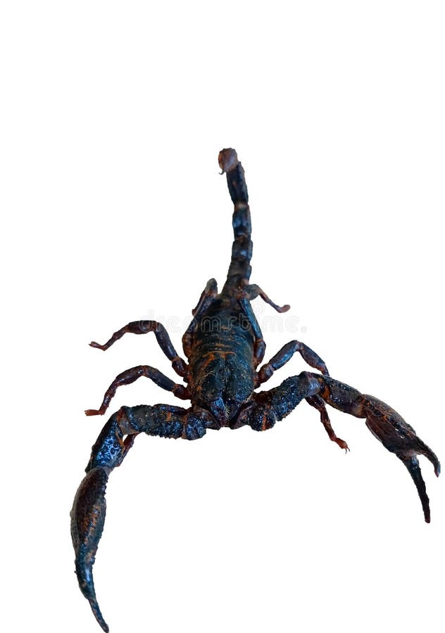 Scorpion Front View Stock Photos - Free & Royalty-Free Stock Photos ...