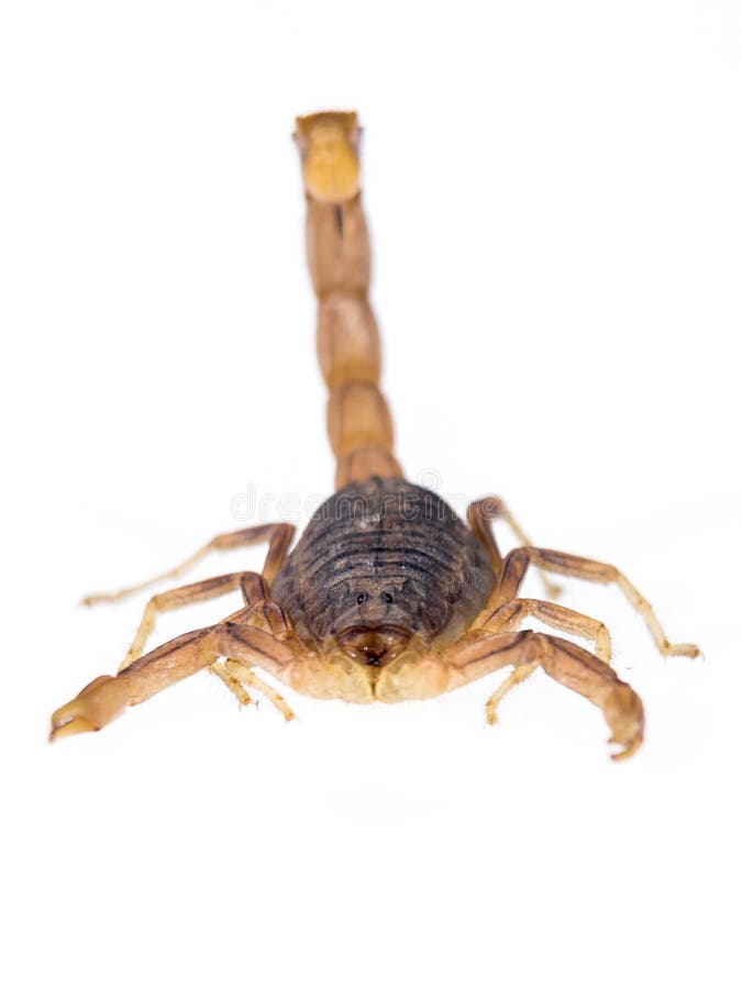 Scorpion Front View Stock Photos - Free & Royalty-Free Stock Photos ...