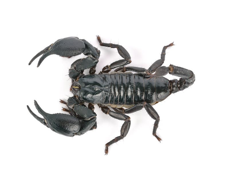 260 Scorpion Top View Stock Photos - Free & Royalty-Free Stock Photos ...