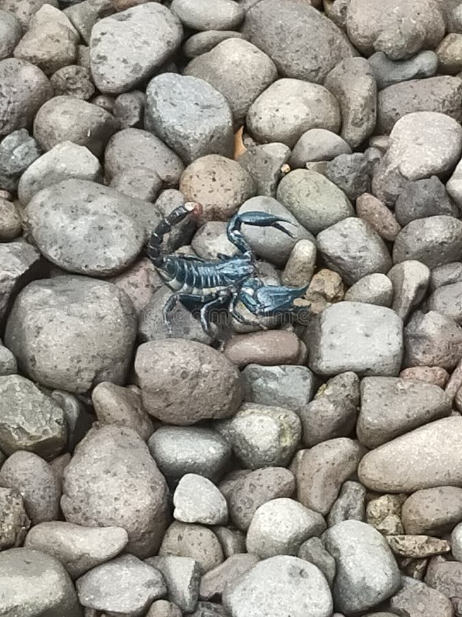 Scorpion King Attack on Stone Stock Photo - Image of attacker, attack ...