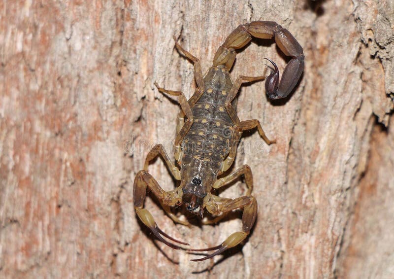 Scorpion on tree bark stock image. Image of aggression - 32211091