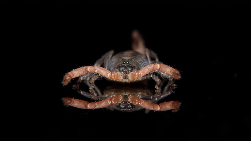 108 Scorpion Front View Stock Photos - Free & Royalty-Free Stock Photos ...