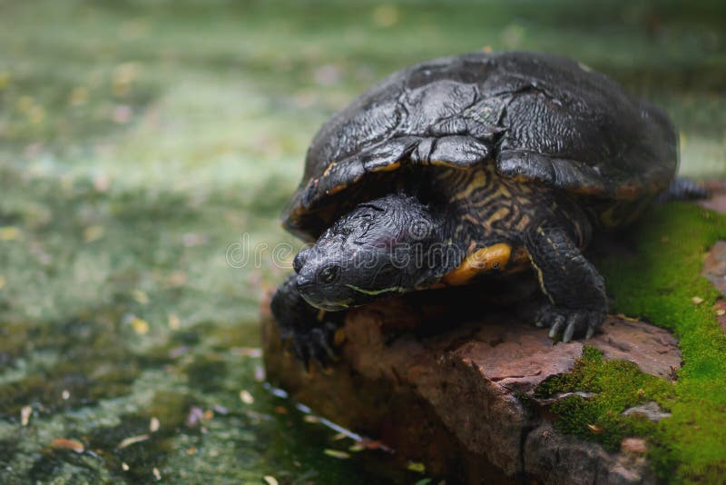 Scorpion Mud Turtle stock image. Image of natural, kinosternon - 303774925