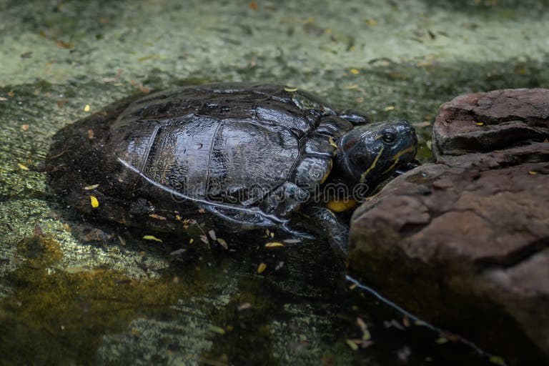 Scorpion Mud Turtle stock photo. Image of cute, biology - 303775422