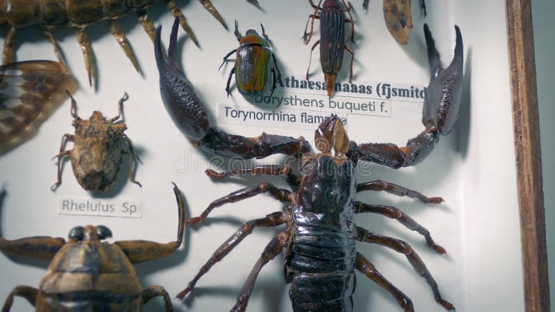 Scorpion in Museum Educational Display Stock Footage - Video of case ...