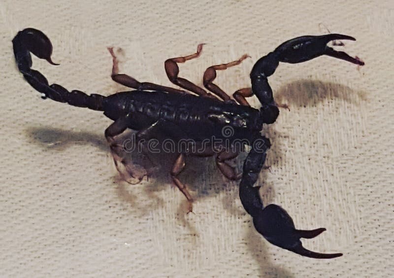 Italian Scorpion (Euscorpius Italicus) Stock Photo - Image of arachnid ...