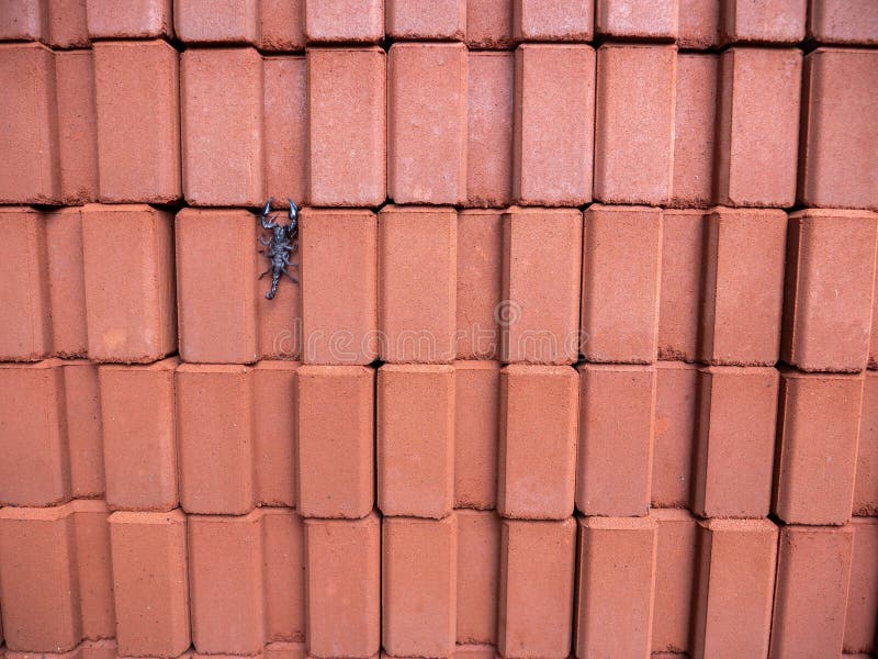 Scorpion Perch Stock Photos - Free & Royalty-Free Stock Photos from ...