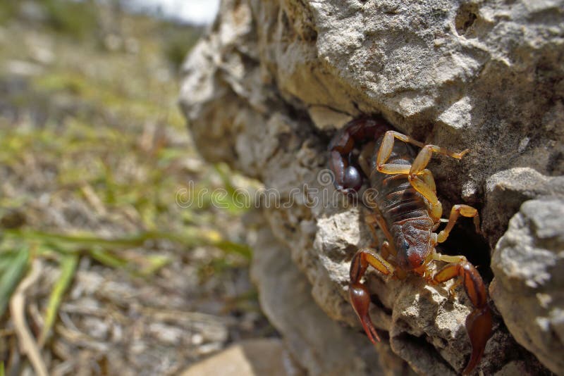 Scorpion Front View Stock Photos - Free & Royalty-Free Stock Photos ...