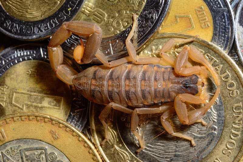 Scorpion Ready to Strike stock photo. Image of small - 72377436
