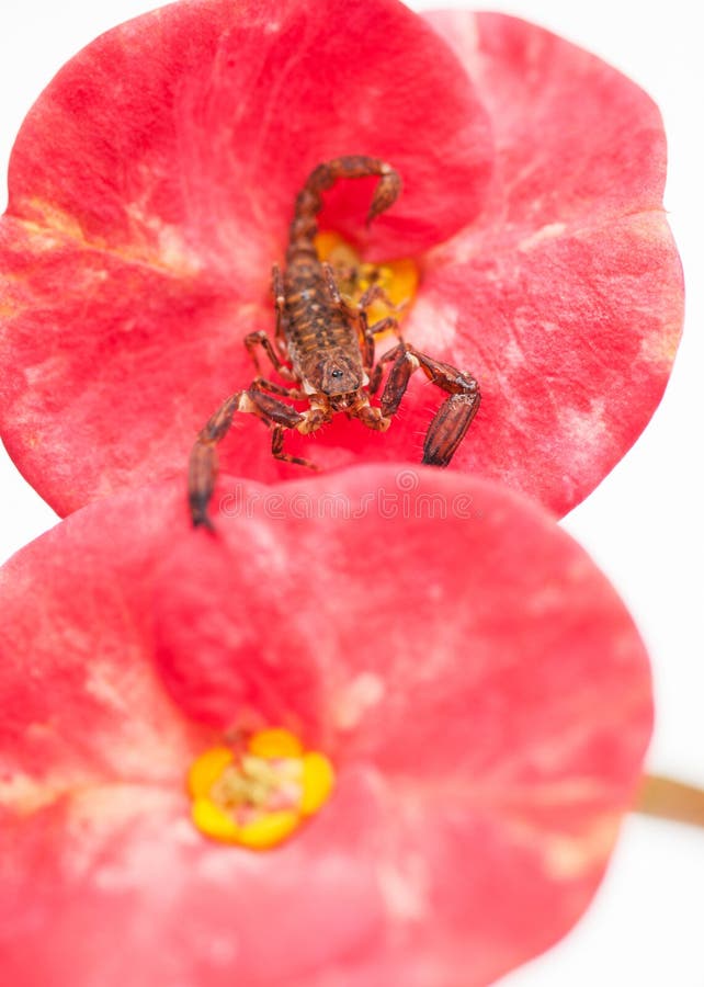 Scorpion stock photo. Image of antropod, segment, insect - 53303374