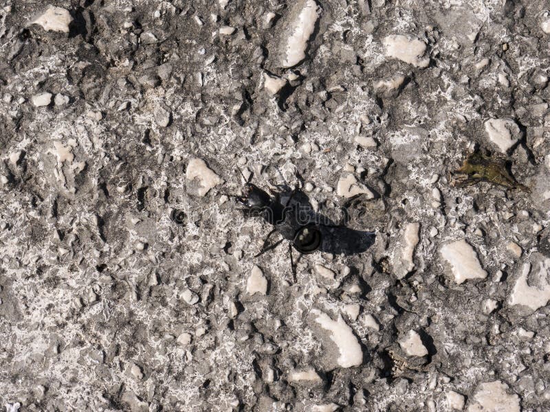 Scorpion Rising Its Tail on Rocky Ground Top View Stock Image - Image ...