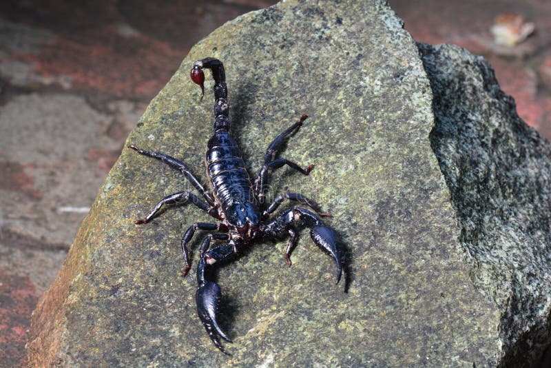Scorpion on a rock stock image. Image of pincers, tropical - 86199153