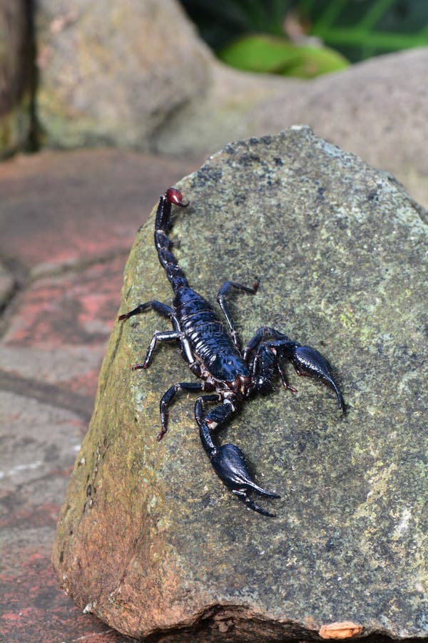 Scorpion on a rock stock image. Image of tropical, segmented - 86199157