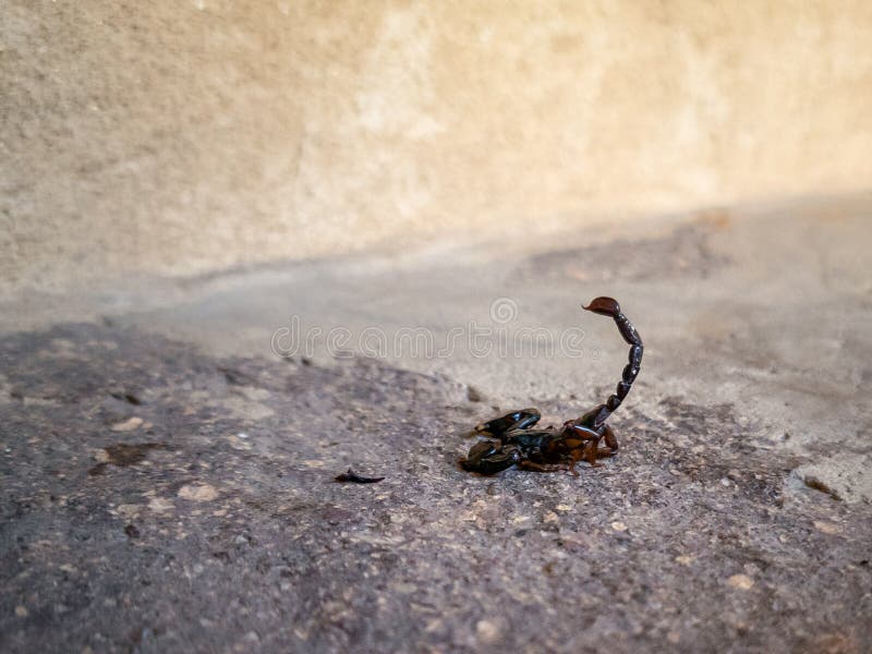 Scorpian on the Floor Concentrated and Ready To Attack Stock Image ...