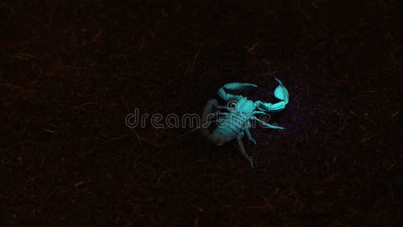 Scorpion Runs from Blacklight and Hand Stock Footage - Video of claws ...