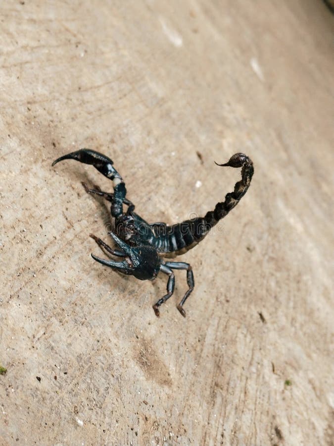 5,561 Venomous Animals Vermont Stock Photos - Free & Royalty-Free Stock ...