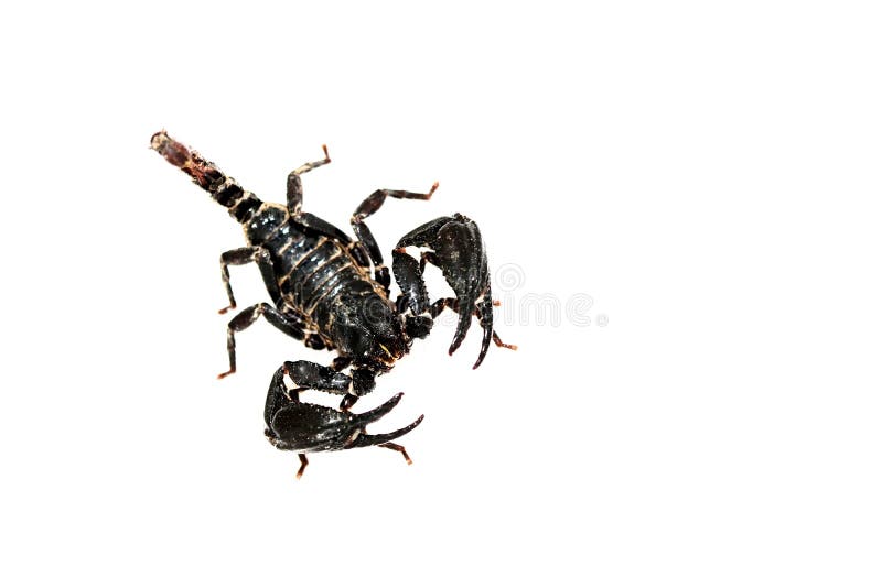 stock image. Image of animal, invertebrate, single, asian - 94321845