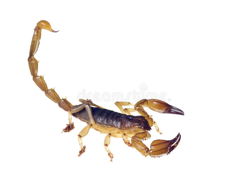 Scorpion tail stock photo. Image of emperor, tail, black - 39542102