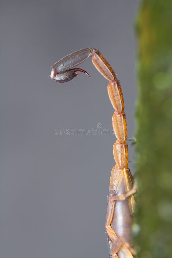 Scorpion tail stock photo. Image of emperor, tail, black - 39542102