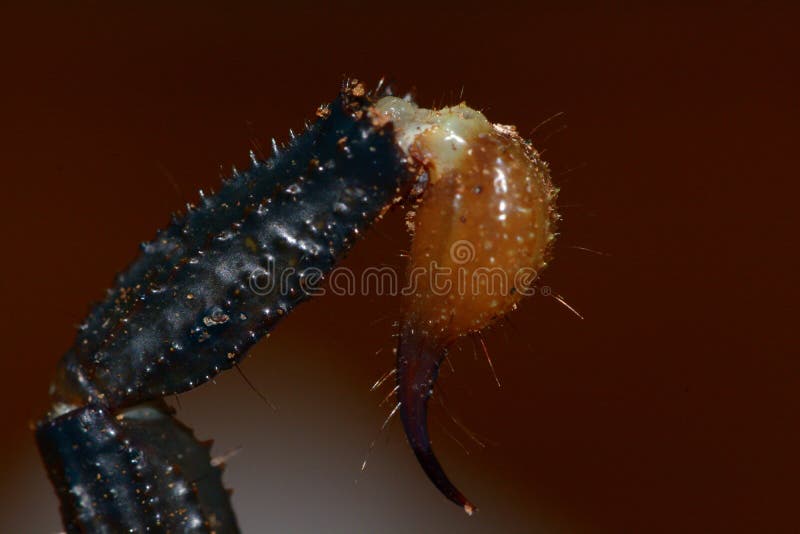 Scorpion tail stock photo. Image of emperor, tail, black - 39542102