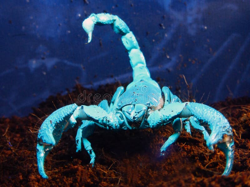 Scorpion under UV stock photo. Image of scorpion, imperator - 34994164