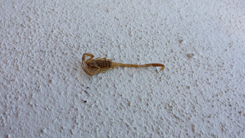 A Scorpion editorial photography. Image of wall, scorpion - 51013322