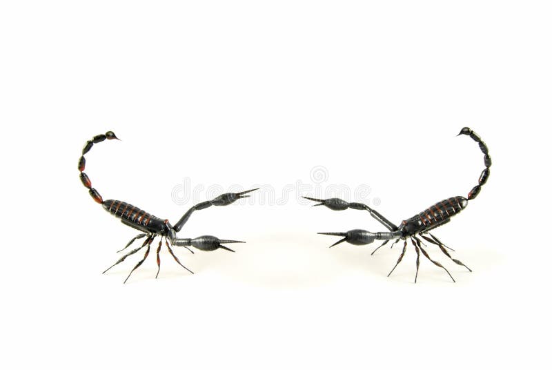 Scorpion vs scorpion 3 stock image. Image of dispute, fighters - 4826397