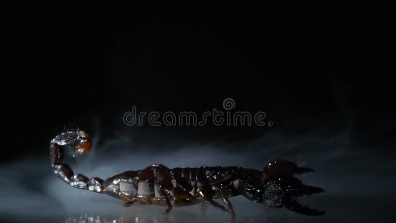 Scorpion Walks through a Mirror in a Light Haze, Side View Stock Video ...