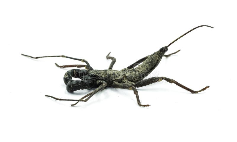 Scorpion Whip Black Insect Side View with Two Claw. Danger and Predator ...