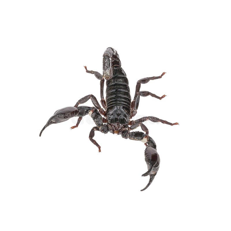 Scorpion on a White Background Stock Image - Image of animals, black ...