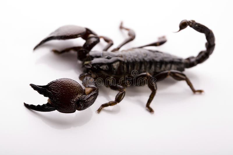 Scorpion On The White Background Stock Photo - Image of scorpion ...