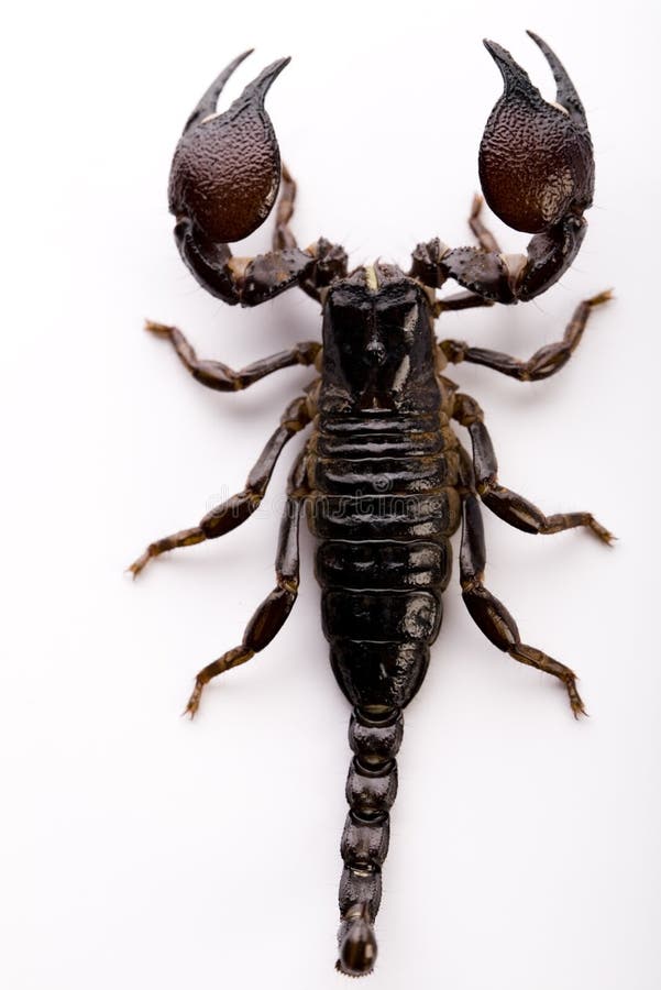 Scorpion on the White Background Stock Photo - Image of solitude ...